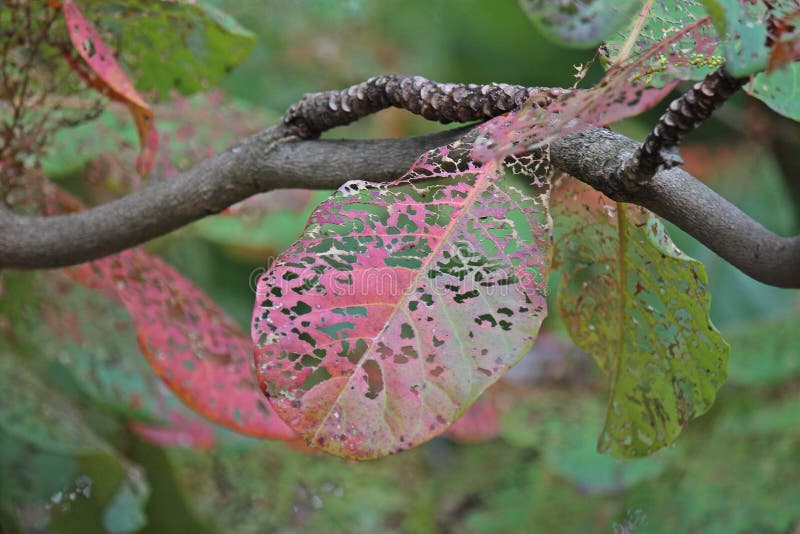 Insects bite leaf. stock photo. Image of natural, destruction - 117636986