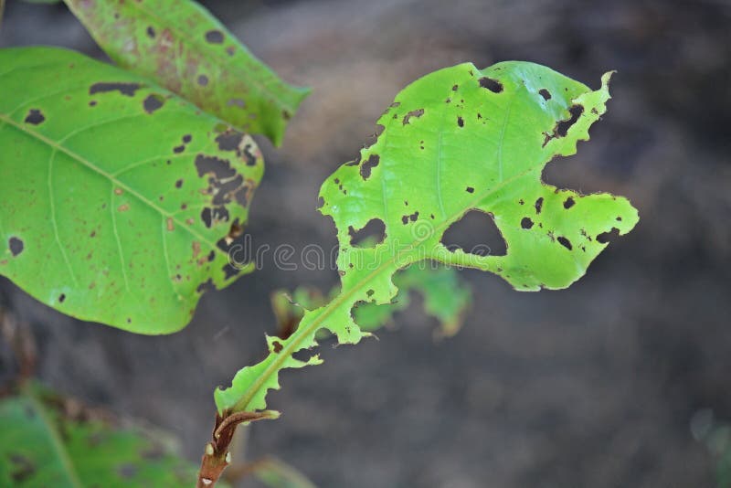 Insects bite leaf. stock photo. Image of pest, camouflage - 124699374