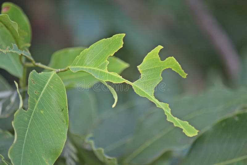 Insects bite leaf. stock photo. Image of pest, camouflage - 124699374