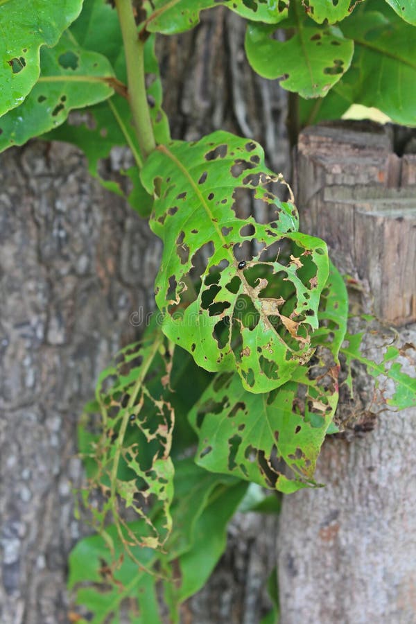 Insects bite leaf. stock photo. Image of pest, garden - 124699028