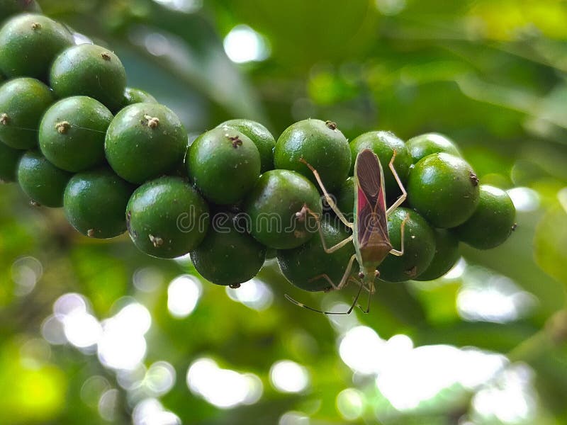 Insects on black pepper stock photo. Image of black - 222941968