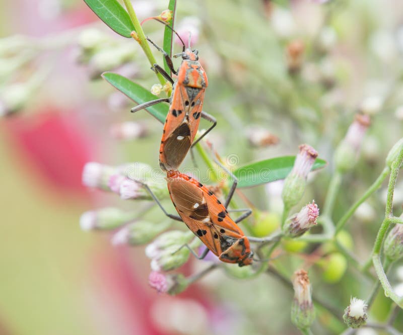 Breeding Insect Stock Photos - Download 3,092 Royalty Free Photos