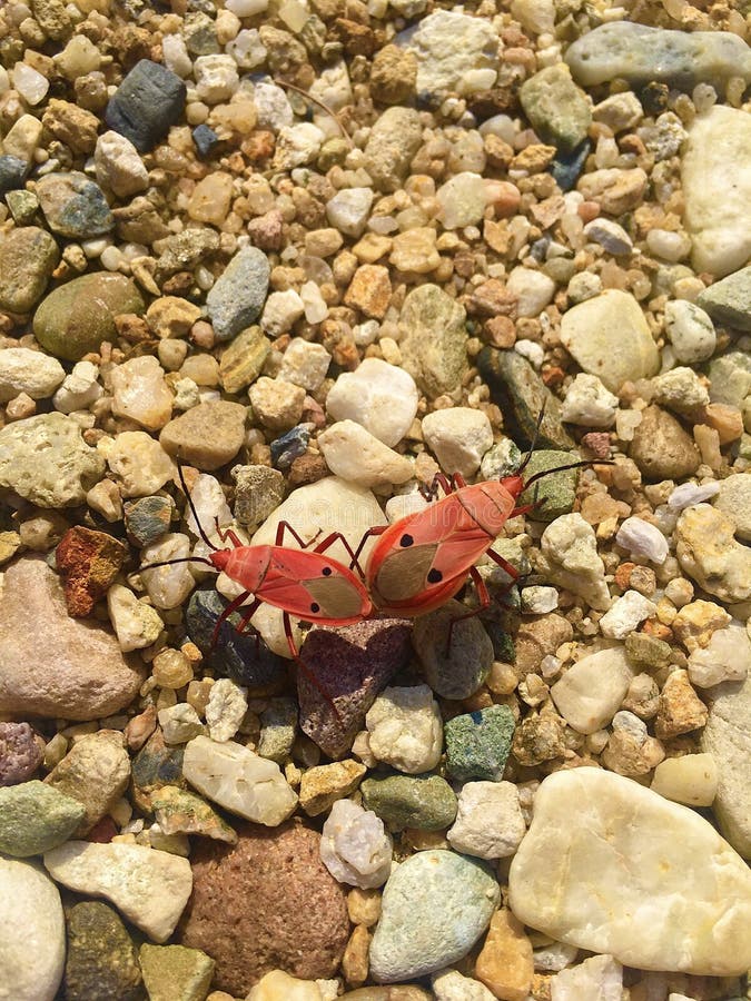 Insects are breeding stock photo. Image of biology, beautiful - 182721354