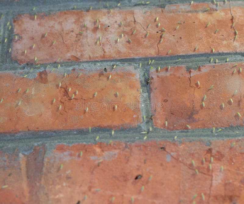 Insects on a Brick Wall. Insects Fly into Light Stock Image - Image of ...