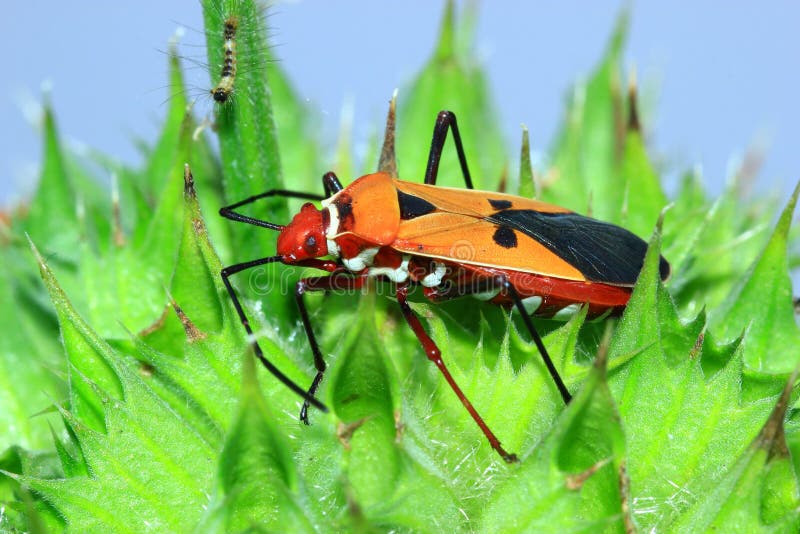 Insects on a bright orange stock photo. Image of body - 49460072