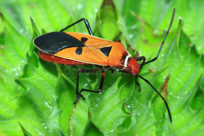 Insects stock image. Image of wildlife, flea, collection - 10287651