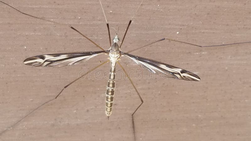 Mosquito eater stock photo. Image of mosquito, bugs - 126103590
