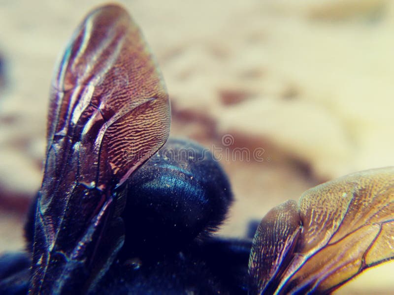 Insects Bumble Bee. Wings stock image. Image of surface - 103574013