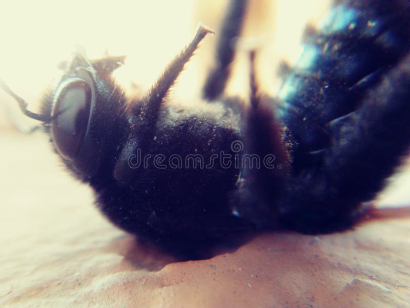 Insects Bumble Bee. Wings stock photo. Image of invertebrate - 103574122