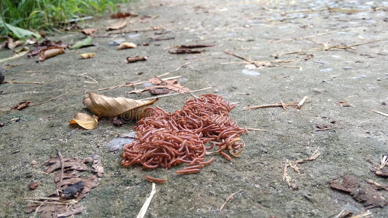 Insects stock photo. Image of insects, road, area, bunch - 132042594