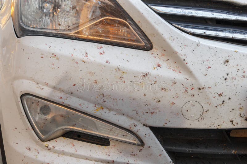Insects on Car Paintwork, Broken Midges. Killed Insects on the B Stock ...