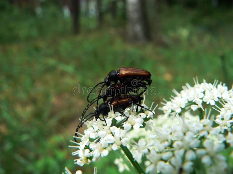 The Insects are Choking on the Flower Stock Image - Image of green ...