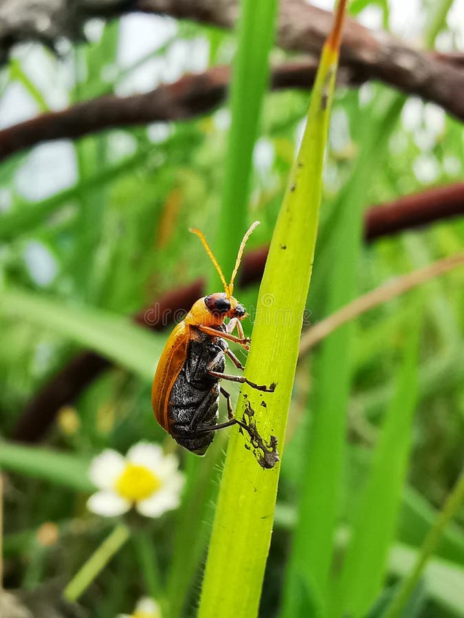 Insects climb green leaves stock image. Image of flower - 247085853