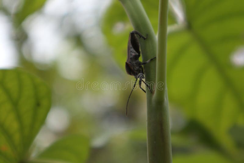 Insects Clinging To Branches Stock Photo - Image of tree, life: 250097338
