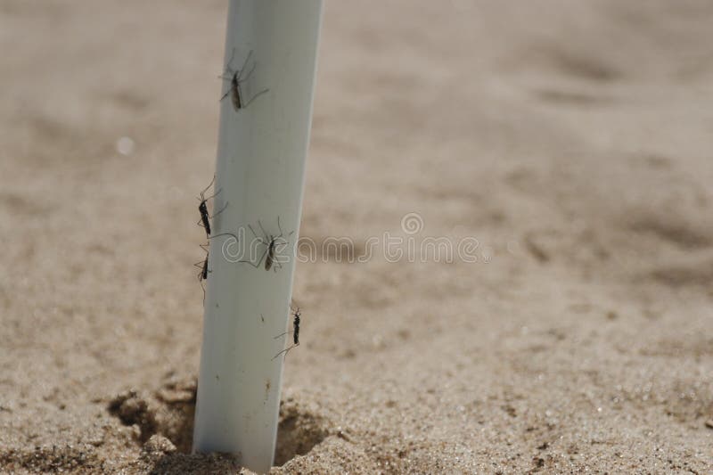 Insects Close-up on the Background of River Sand Stock Photo - Image of ...