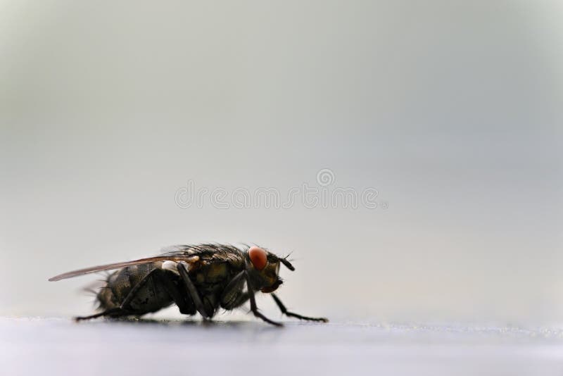 Insects Close Up. Beautiful Macro Shot of a Fly Stock Photo - Image of ...