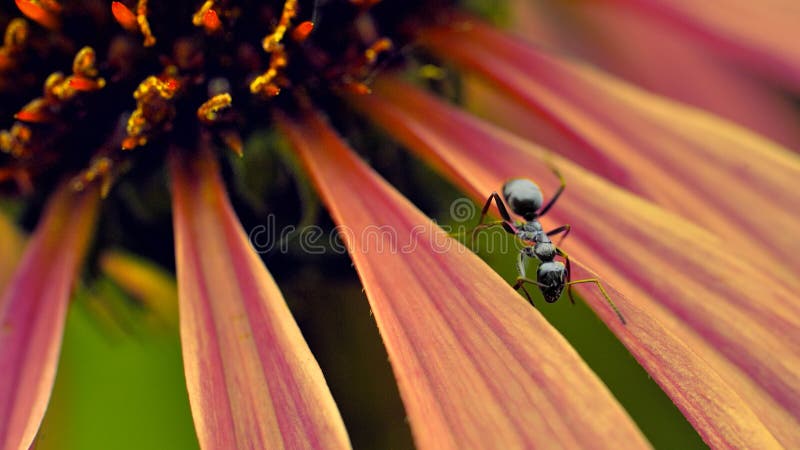 Insects Close-up in the Wild Stock Photo - Image of beautiful, garden ...