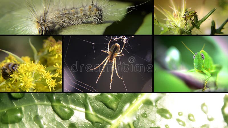 Insects, collage stock footage. Video of body, close - 48479386