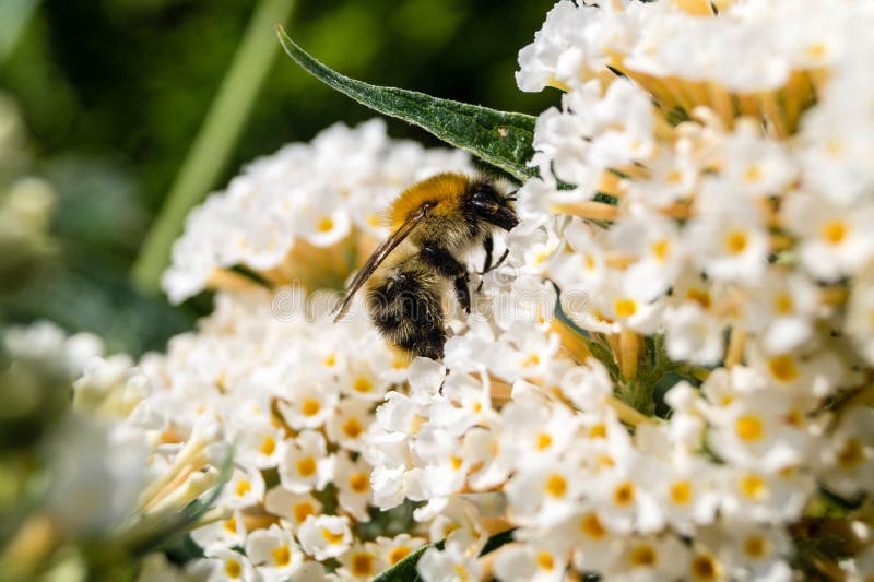 Insects collecting pollen stock photo. Image of macro - 155327532