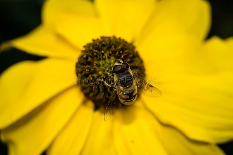 Insects collecting pollen stock image. Image of natural - 155327573