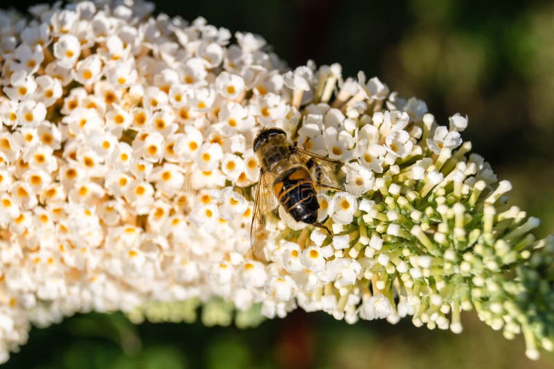 Insects collecting pollen stock photo. Image of closeup - 155327582