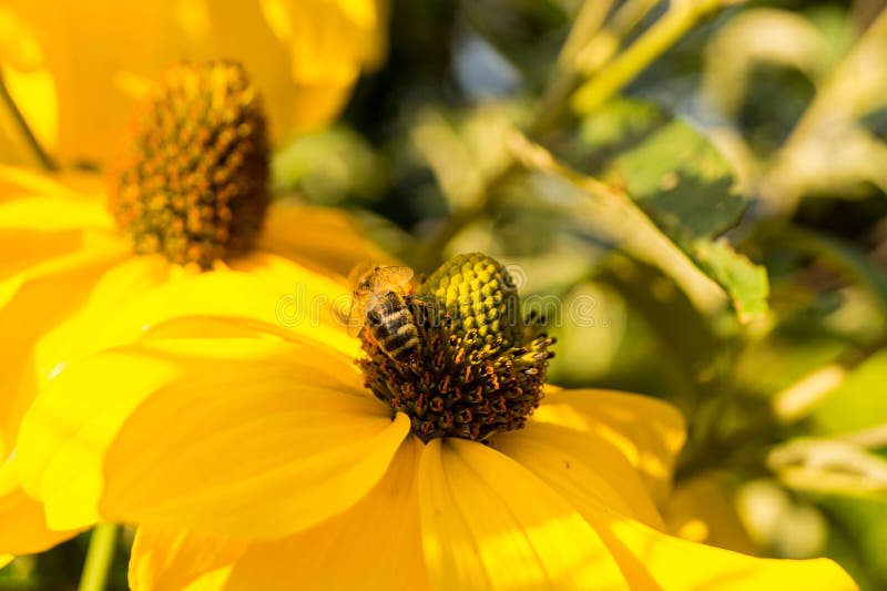 Insects collecting pollen stock image. Image of honeyed - 155327661