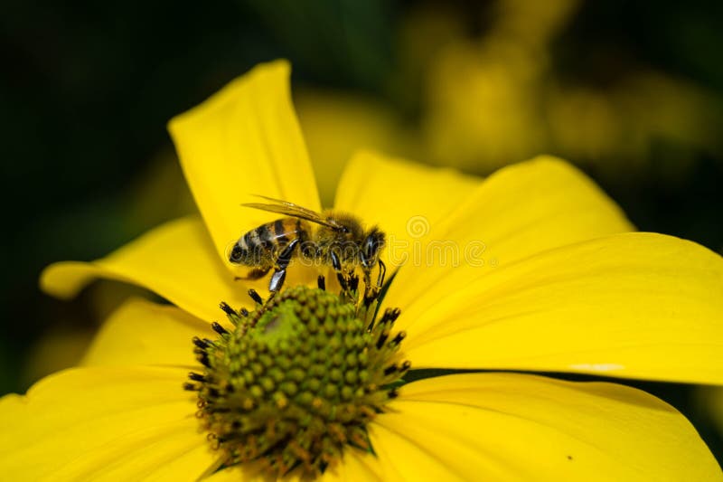 Insects collecting pollen stock image. Image of flora - 155327679