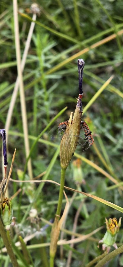 Insects, Commonly Called Bugs & X28;though Not All Insects are True ...