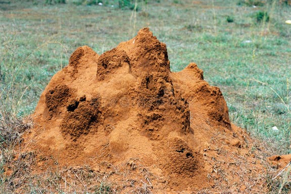 Termite ant hill stock image. Image of outdoor, detail - 348658827
