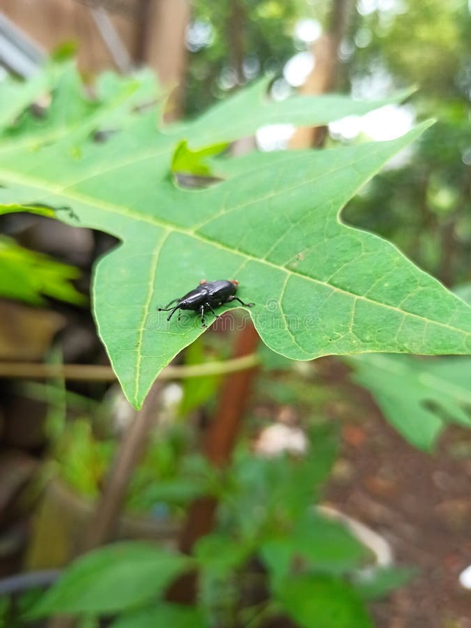 Insects Crawling on the Tip of Papaya Leaves Stock Image - Image of ...