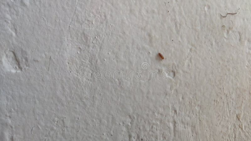 Insects Crawling in the Wall Stock Footage - Video of insects, nature ...