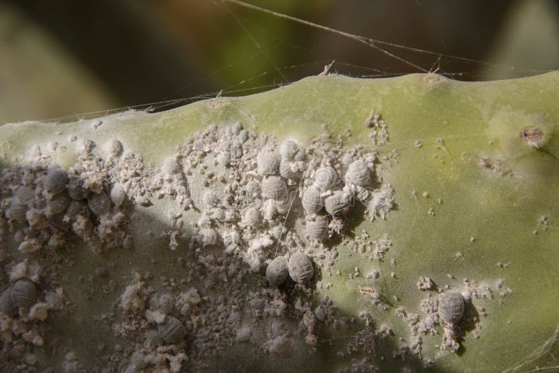 Insects Dactylopius Coccus on the Leaf of Prickly Pear Stock Image ...