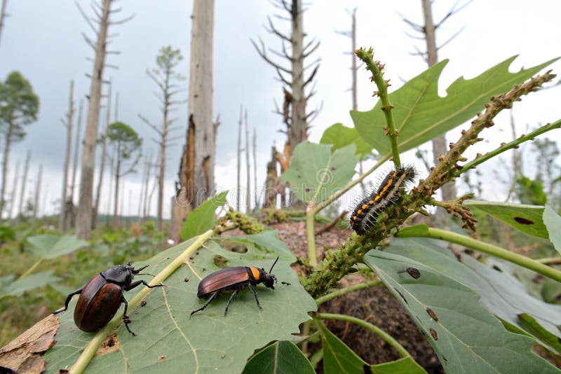 Insects Damaging Trees and Plants Stock Illustration - Illustration of ...