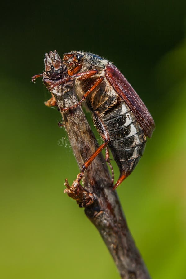 Insects stock photo. Image of hatch, compound, insect - 55738544