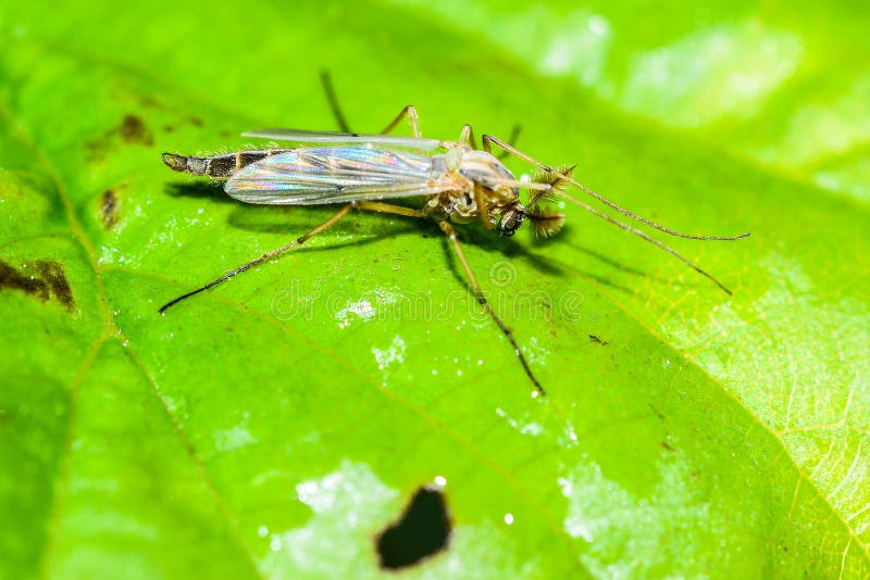 Lurking In Your Lake What Bugs Are In Lakes Rivers