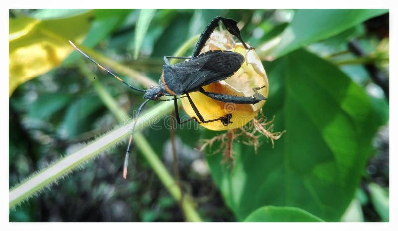 Insects eat fruit stock photo. Image of insects, fruit - 338376960