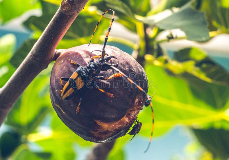 Insects Eating Fig on a Tree Stock Image - Image of closeup, ejoying ...