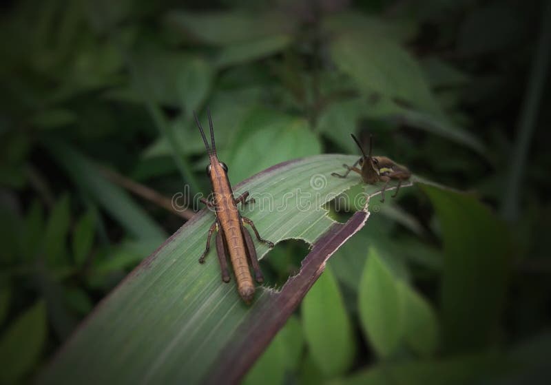 Leaf-eating insects stock image. Image of life, plant - 41325265
