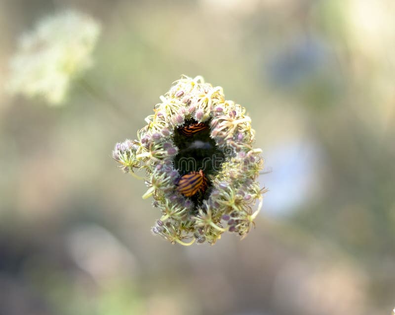 Insects in an elderflower stock photo. Image of active - 294151480
