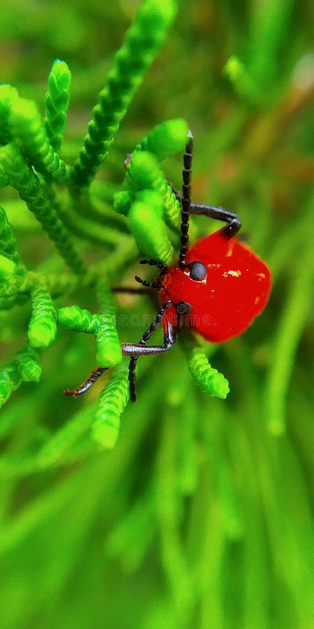 Insects on Evergreen Trees in the Dry Season Stock Image - Image of ...