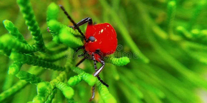 Insects on Evergreen Trees in the Dry Season Stock Image - Image of ...