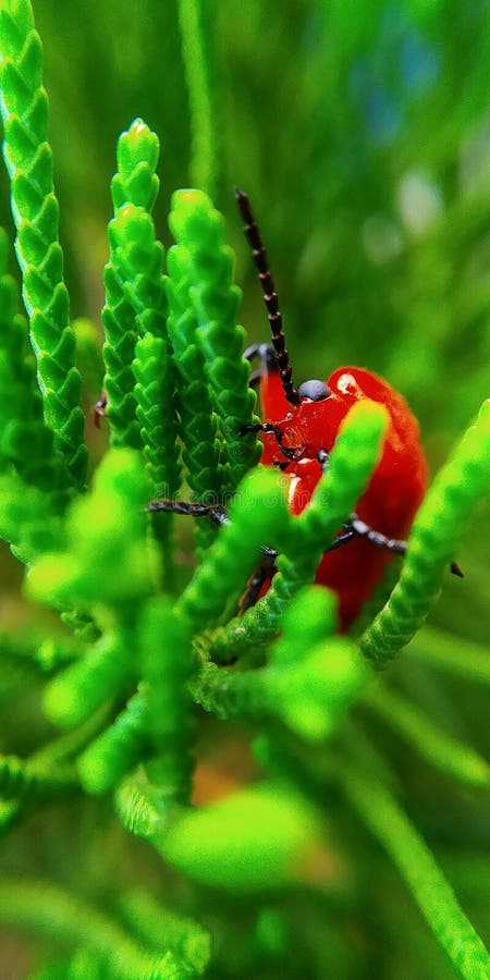Insects on Evergreen Trees in the Dry Season Stock Photo - Image of ...