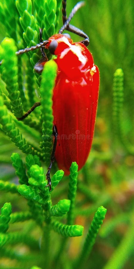 Insects on Evergreen Trees in the Dry Season Stock Image - Image of ...