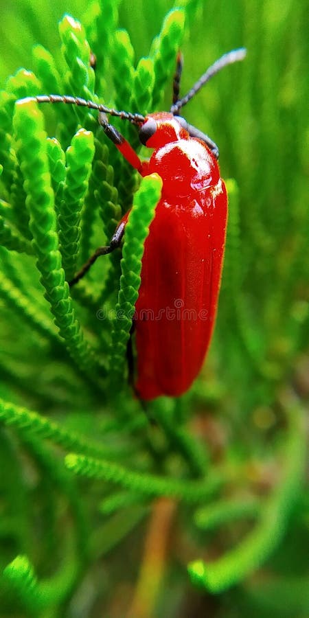 Insects on Evergreen Trees in the Dry Season Stock Photo - Image of ...