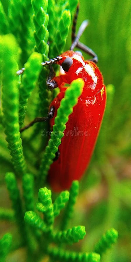Insects on Evergreen Trees in the Dry Season Stock Image - Image of ...