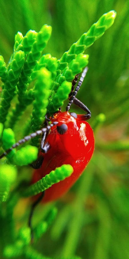Insects on Evergreen Trees in the Dry Season Stock Photo - Image of ...