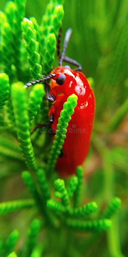 Insects on Evergreen Trees in the Dry Season Stock Photo - Image of ...
