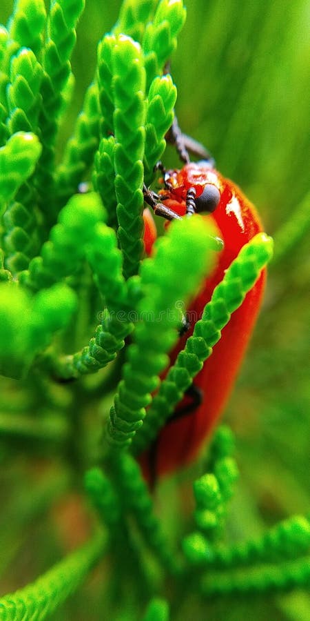 Insects on Evergreen Trees in the Dry Season Stock Image - Image of ...