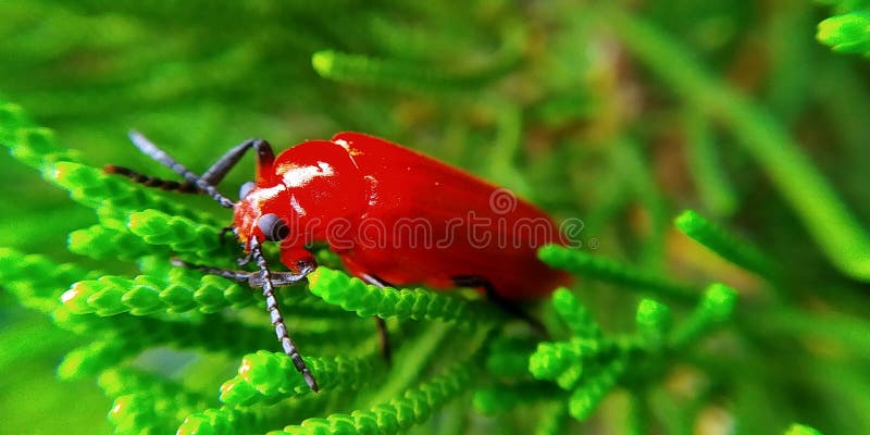 Insects on Evergreen Trees in the Dry Season Stock Image - Image of ...