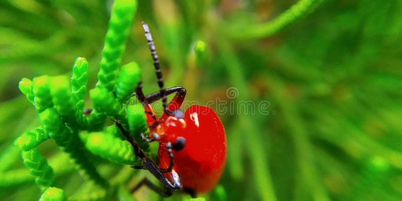 Insects on Evergreen Trees in the Dry Season Stock Photo - Image of ...